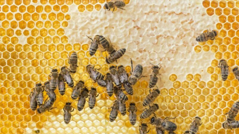 How To Leverage Bee Behavior In Education – starkidslearn.com